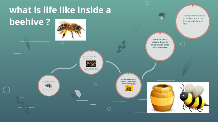 what is life like inside a beehive ? by mariah dejesus on Prezi