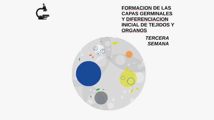 FORMACION DE LAS CAPAS GERMINALES Y DIFERENCIACION INICIAL D by rene ...