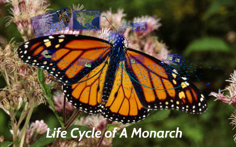 Life Cycle of A Monarch by Maleah Miller on Prezi Next