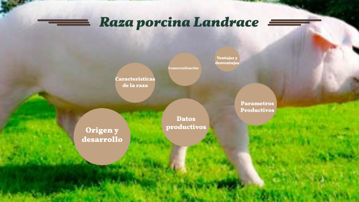 Raza porcina Landrace by Paula Pinzon on Prezi
