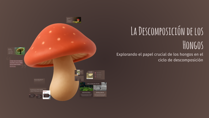 La Descomposición de los Hongos by Mayra Berenice Plascencia Guerrero ...