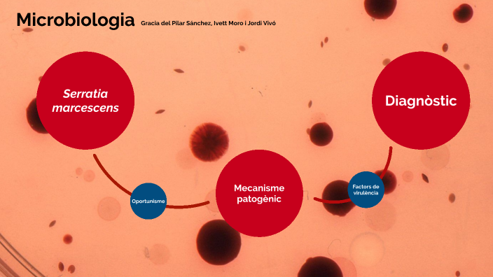 Serratia marcescens by Jordi Vivo on Prezi