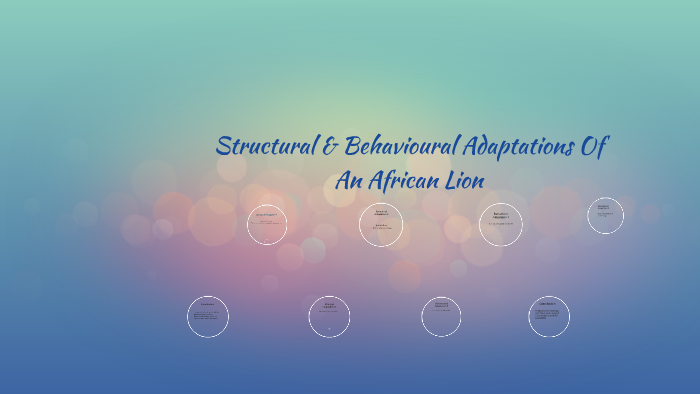 Structural & Behavioural Adaptations Of An African Lion by SIRI SETTY ...