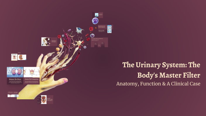 The Urinary System: The Body's Master Filter by Jhoselyn Peláez Rojas ...