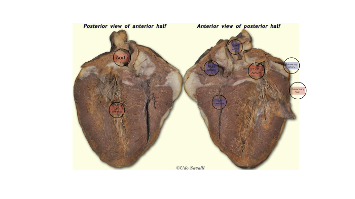 Cow Heart Diagram by kristi brundige on Prezi