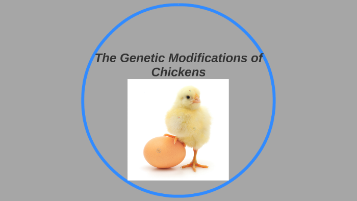 The Genetic Modifications of Chickens by Chandler Albright on Prezi