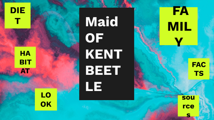 Maid of Kent Beetle by Nina Richardson-Bartley on Prezi