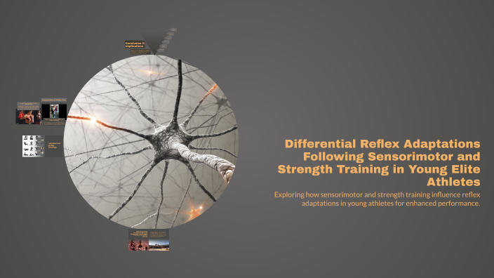 Differential Reflex Adaptations Following Sensorimotor and Strength ...