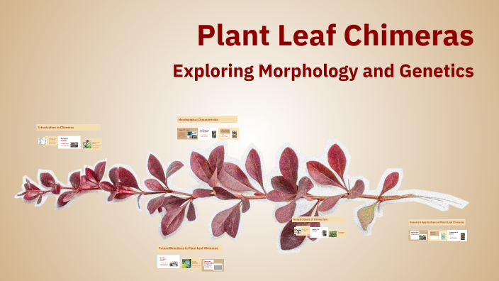 Plant Leaf Chimeras by Zahra Zolfi on Prezi