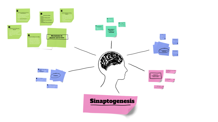 Sinaptogenesis by Erika Chasi on Prezi