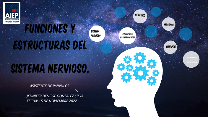 Funciones y estructuras del sistema nervioso by jennifer gonzalez silva ...