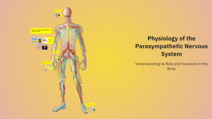 Physiology of the Parasympathetic Nervous System by Adam Denton on Prezi