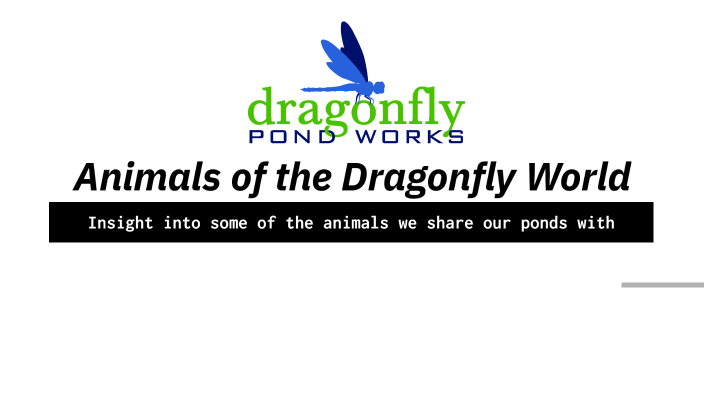 Dragonfly Presentation by Andrew Kennel on Prezi