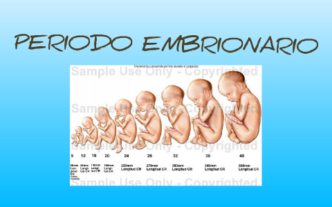 PERIODO EMBRIONARIO by alveiro ruales lopez on Prezi
