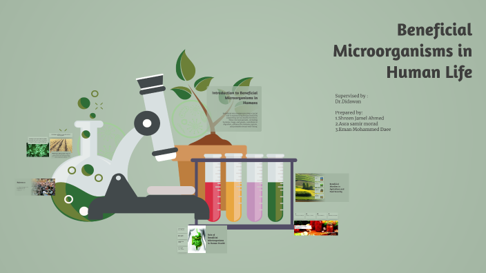 Beneficial Microorganisms in Human Life by Shreen Jamil on Prezi