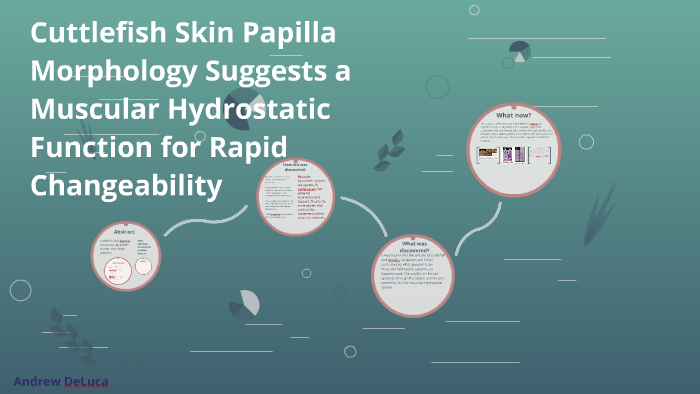 Cuttlefish Skin Papilla Morphology Suggests a Muscular Hydro by Andrew ...