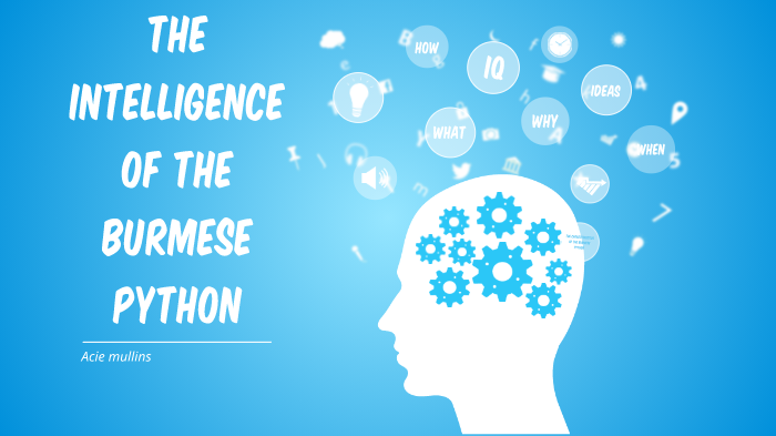 burmese python by acie mullins on Prezi