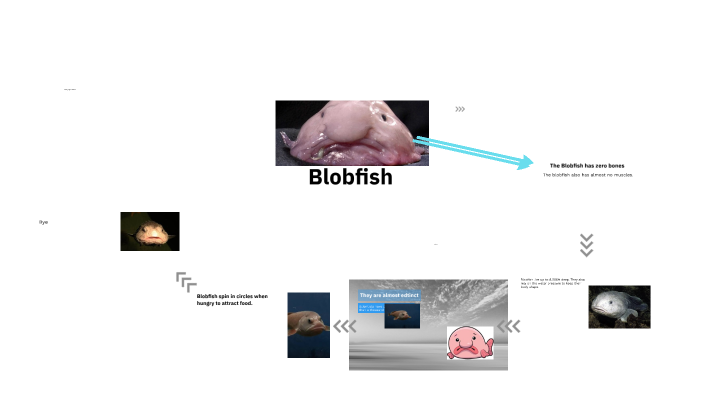 blobfish by Wyatt Bullard on Prezi
