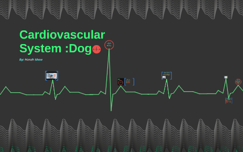 Cardiovascular System :Dog by ha sh on Prezi
