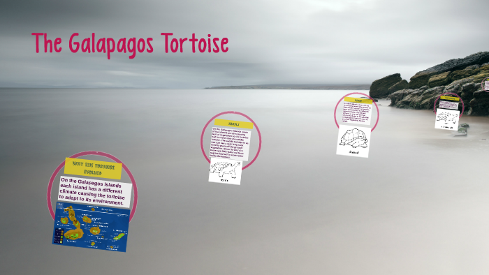 The Evolution of the Galapagos Tortoise by Kevin Lee on Prezi