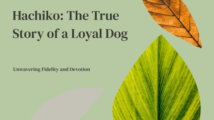 Hachiko: The True Story of a Loyal Dog by Purity Nyongesa on Prezi