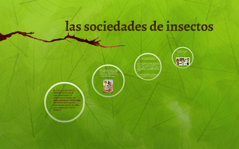 las sociedades de insectos by william fararoni