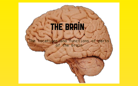 The Brain Project AP Psychology by Joe Lambert on Prezi