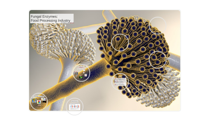 Fungal Enzymes by Carlos Martinez on Prezi