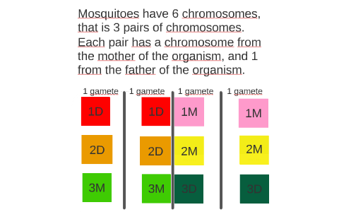 Meiosis With Gram Cubes by Science Teachers on Prezi