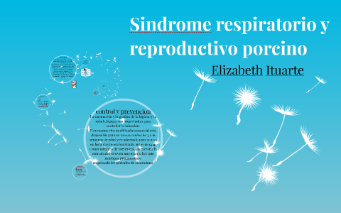 Sindrome respiratorio y reproductivo porcino by elizabeth ituarte on Prezi