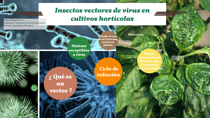 Insectos vectores de virus en cultivos hortícolas by Diana Milagros Guerrero David on Prezi