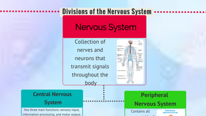 Divisions of Nervous System Mini Poster by Charlene Samuels on Prezi Design