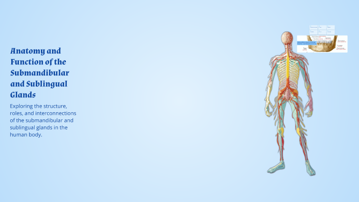 Anatomy and Function of the Submandibular and Sublingual Glands by ...