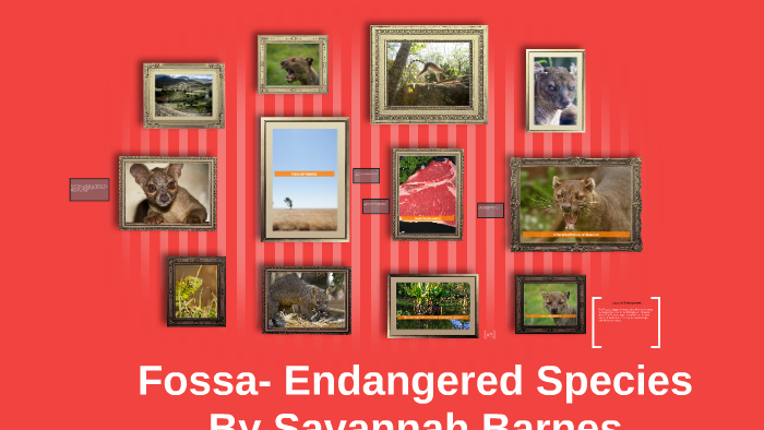 Fossa- Endangered Species by Savannah Barnes on Prezi