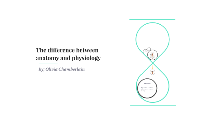 The Difference Between Anatomy And Physiology By Olivia Chamberlain On the-difference-between-anatomy-and-physiology-by-olivia-chamberlain-on