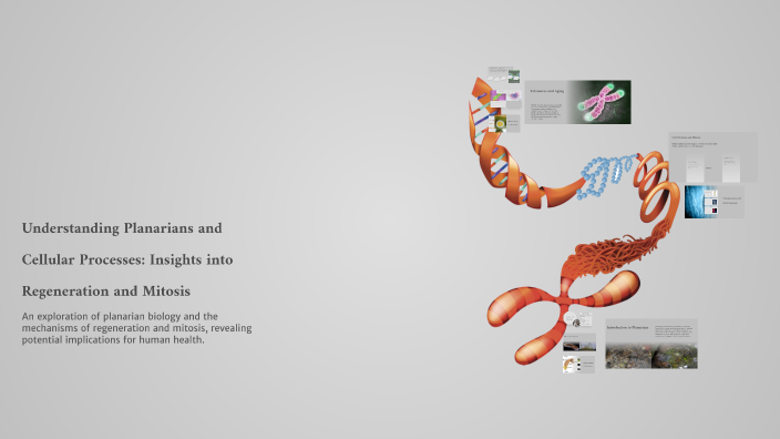 Understanding Planarians and Cellular Processes: Insights into ...
