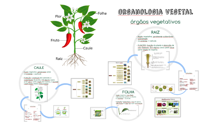 Organologia Vegetal by Valéria Bulgarelli on Prezi