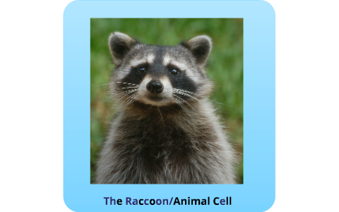 Raccoon/Animal cell by Bailey Thelen on Prezi