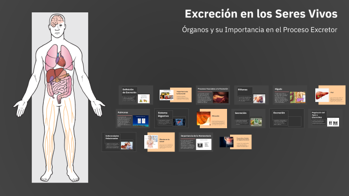 presentación acerca de la excrecion en los seres vivos, organos que ...