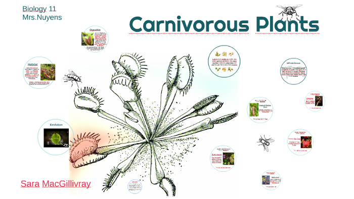 Carnivorous Plants by Sara MacGillivray on Prezi