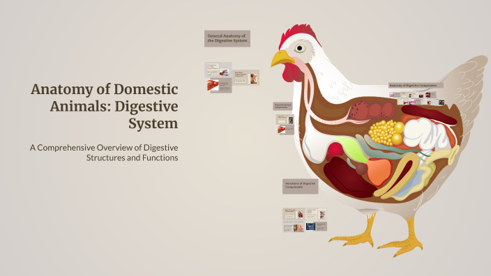 Anatomy of Domestic Animals: Digestive System by Arlinda Flores Coleto ...