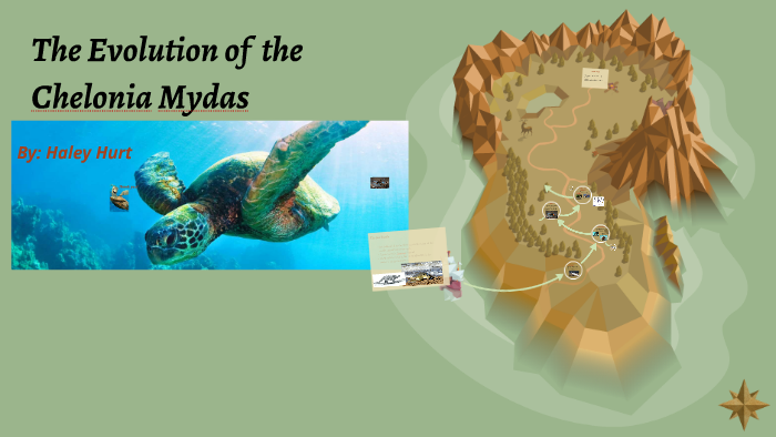 The Evolution of the Chelonia Mydas by Haley Hurt on Prezi