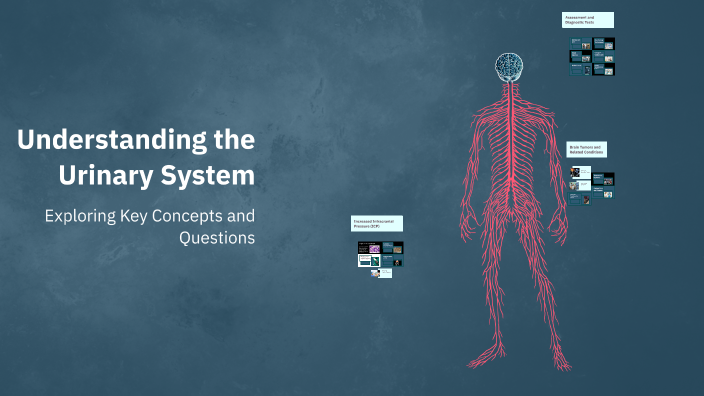 Understanding the Urinary System by MAXCC on Prezi