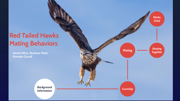 Red Tailed Hawks Mating Behaviors by Danielle Carroll on Prezi