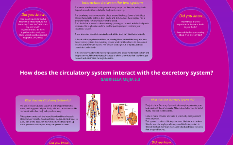 How 2 systems of the body interact... by Gabriella Mejia on Prezi