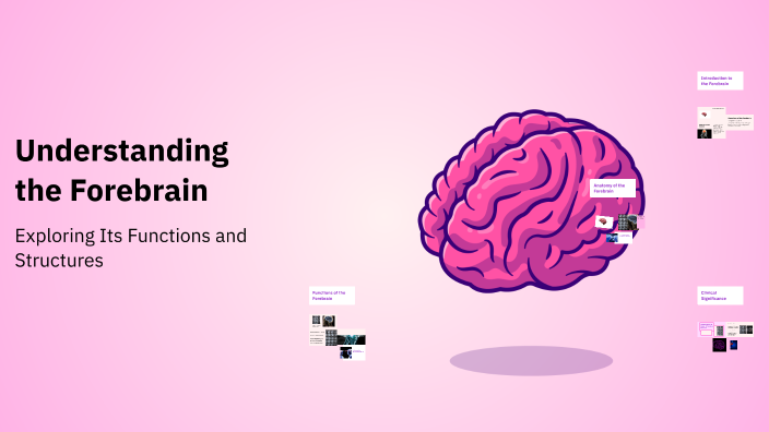 Understanding the Forebrain by Celine Lipana on Prezi