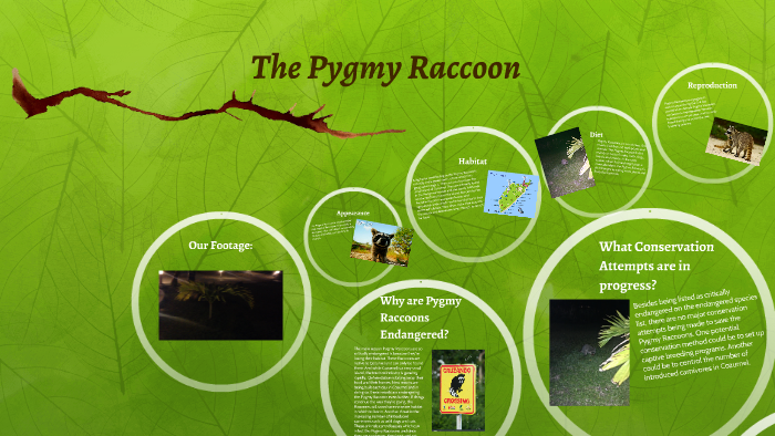 The Pygmy Raccoon by on Prezi