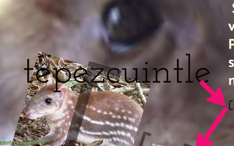 tepezcuintle by stefix Wo on Prezi