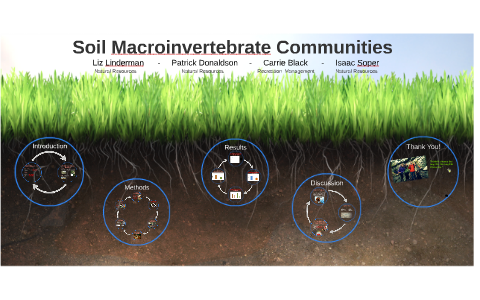 Soil Macro invertebrates Communities by Liz Linderman on Prezi