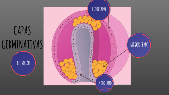 CAPAS GERMINATIVAS by JeanPier Guerrero Briceño on Prezi